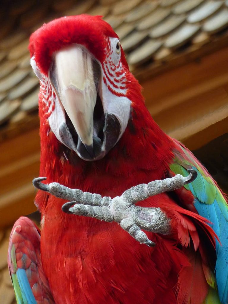 Bird Claws A Detailed Guide About Bird Nails